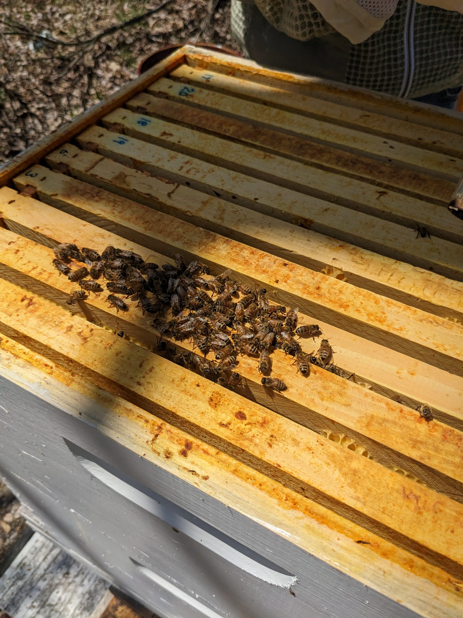 Year 1 Beekeeping failure - Nutt So Ruff
